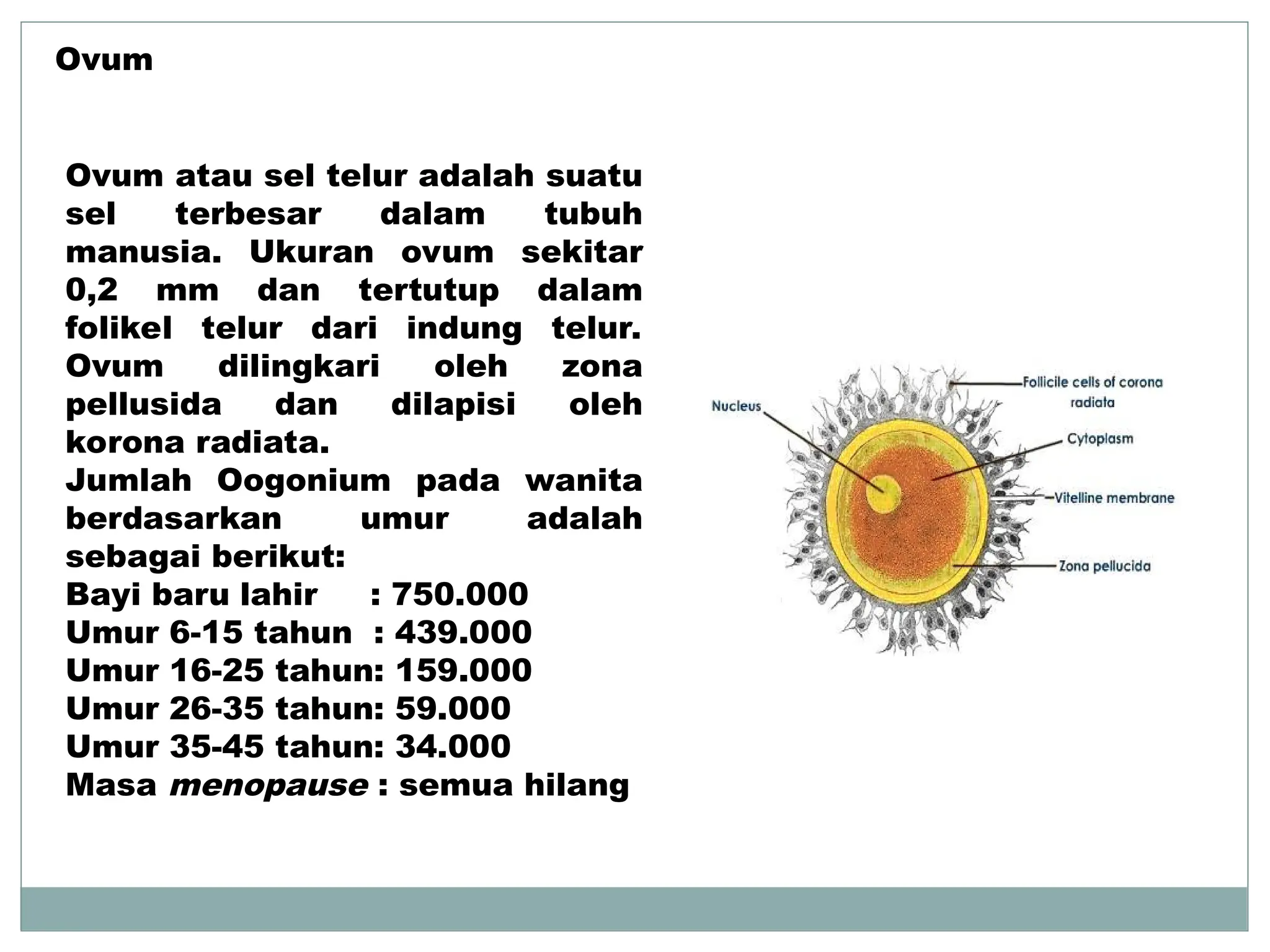 reproduksi pada manusia dan penyakitnya.ppt