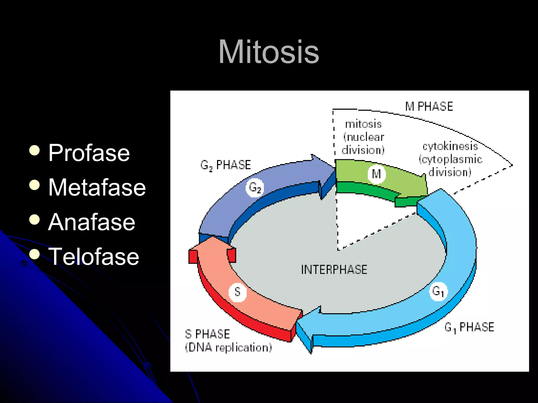 Reproduksi sel | PPT
