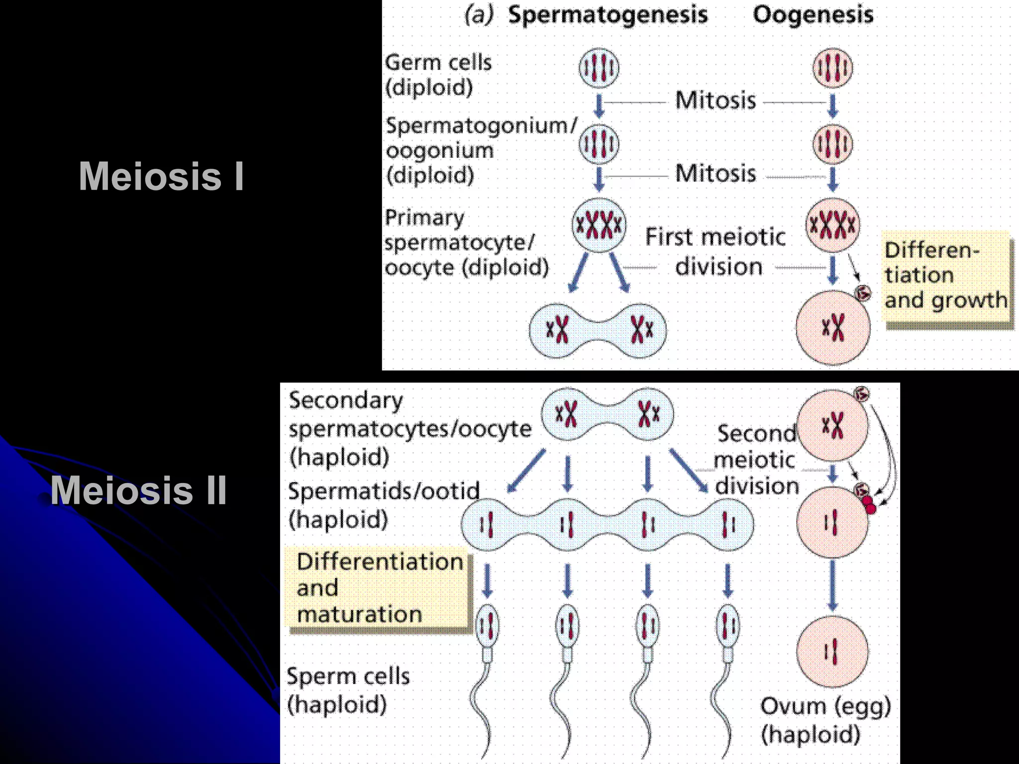Reproduksi sel | PPT