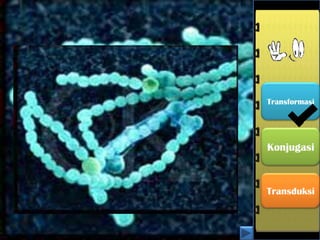 Reproduksi Bakteri | PPTX