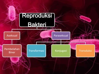 Reproduksi Bakteri | PPTX