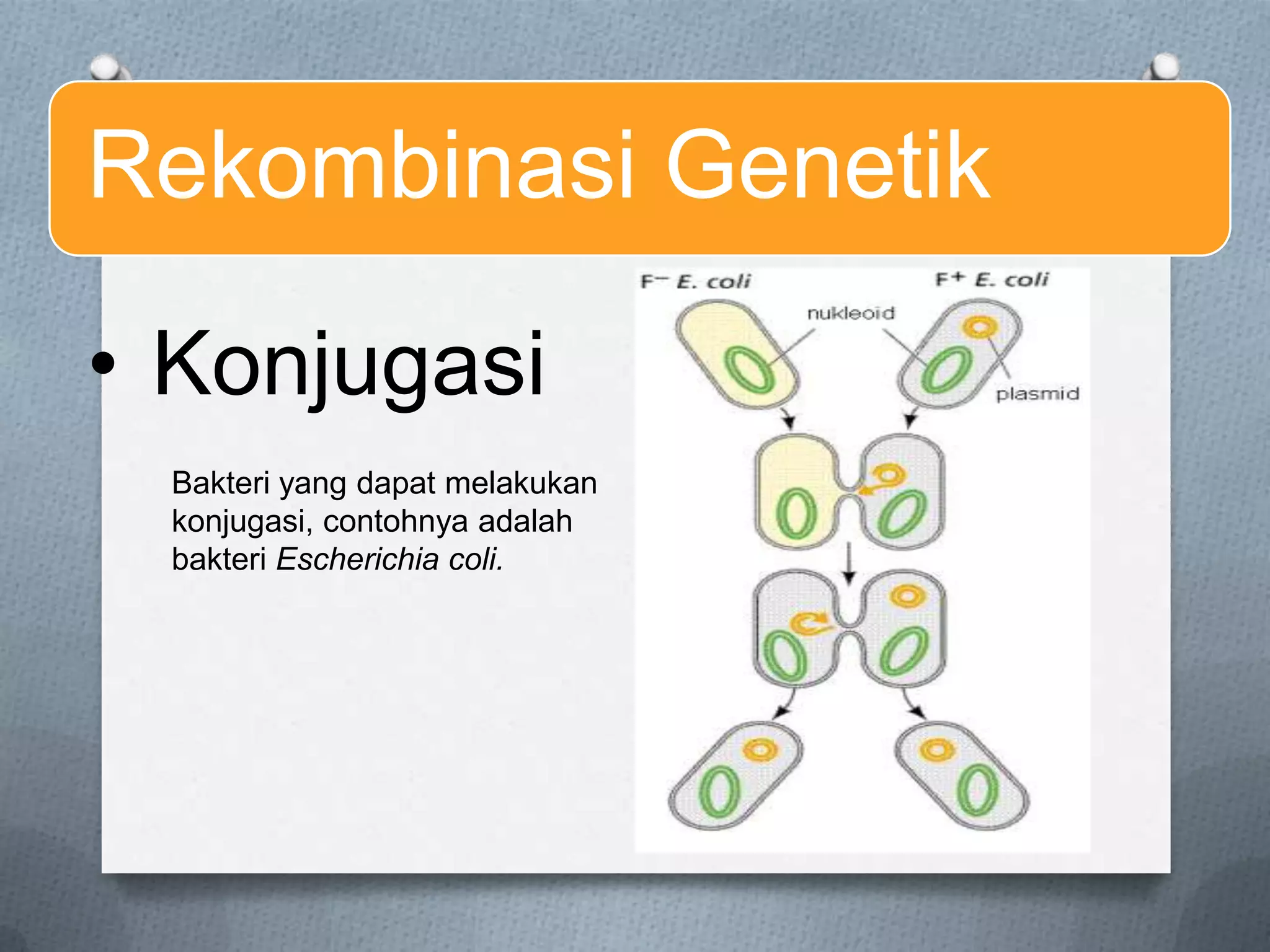 Reproduksi bakteri | PPTX