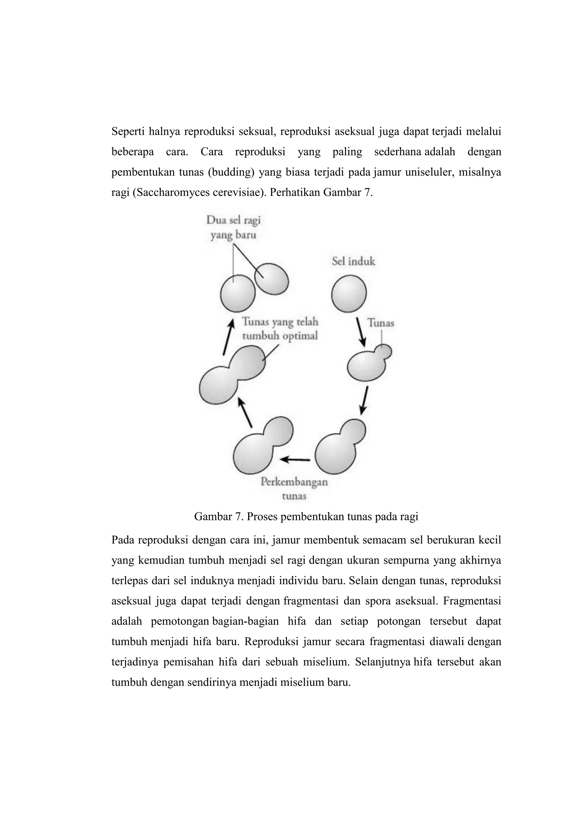 Reproduksi Fungi | PDF