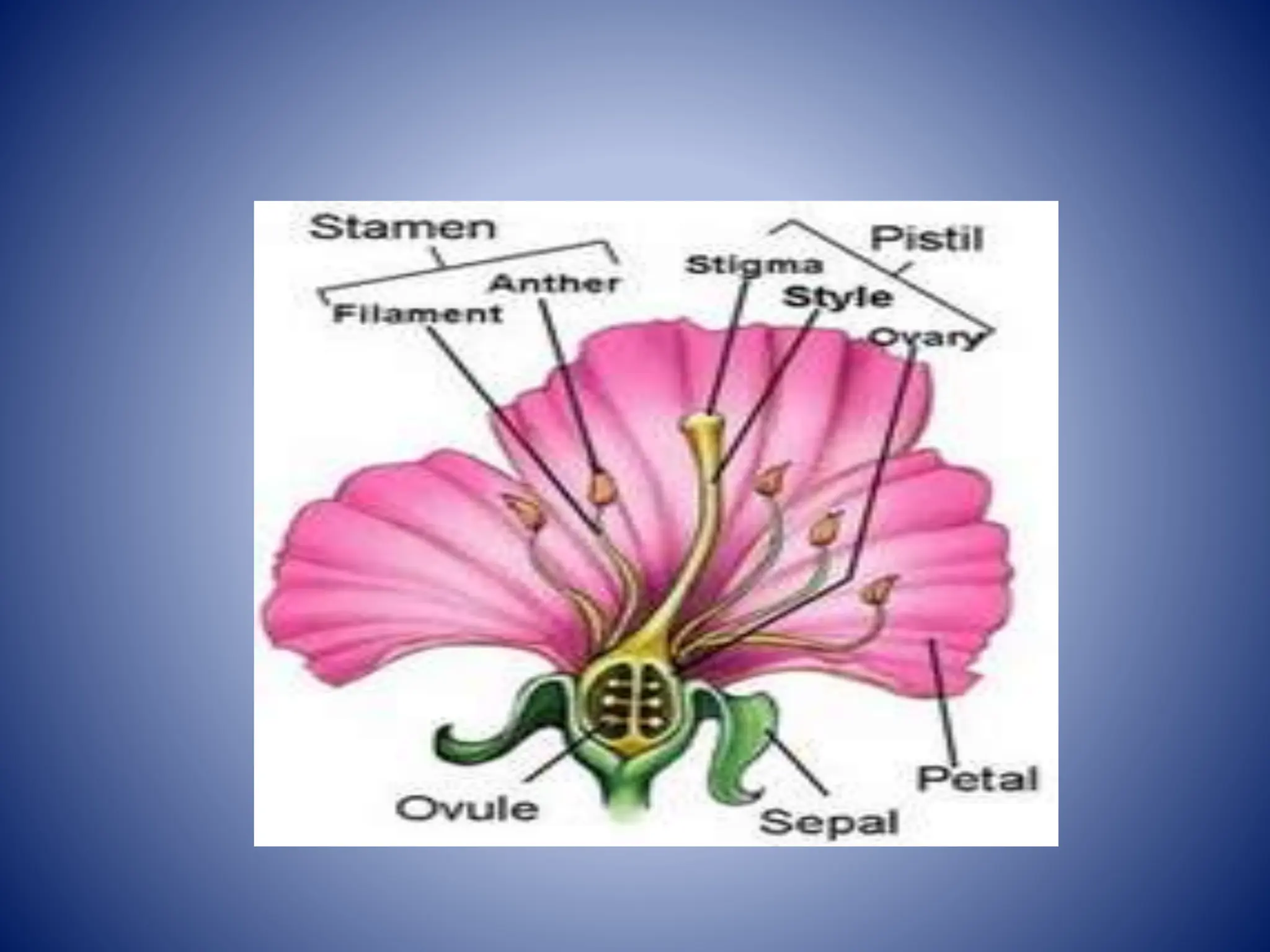 Materi IPA Reproduksi generatif pada tumbuhan.pptx