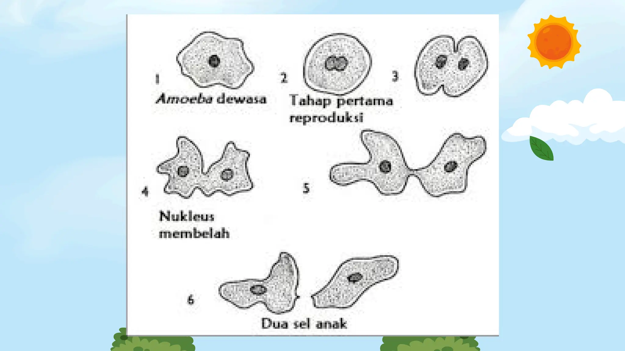 Reproduksi Hewan Biologi kelas 9 dan 11df | PDF