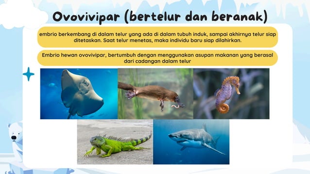 Reproduksi Hewan Biologi kelas 9 dan 11df | PDF