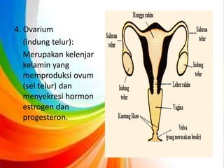 SISTEM REPRODUKSI MANUSIA | PPT