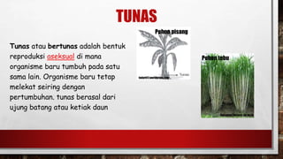 Reproduksi pada tumbuhan | PPTX