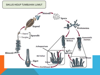 REPRODUKSI PADA TUMBUHAN hshgsygsajb.pdf