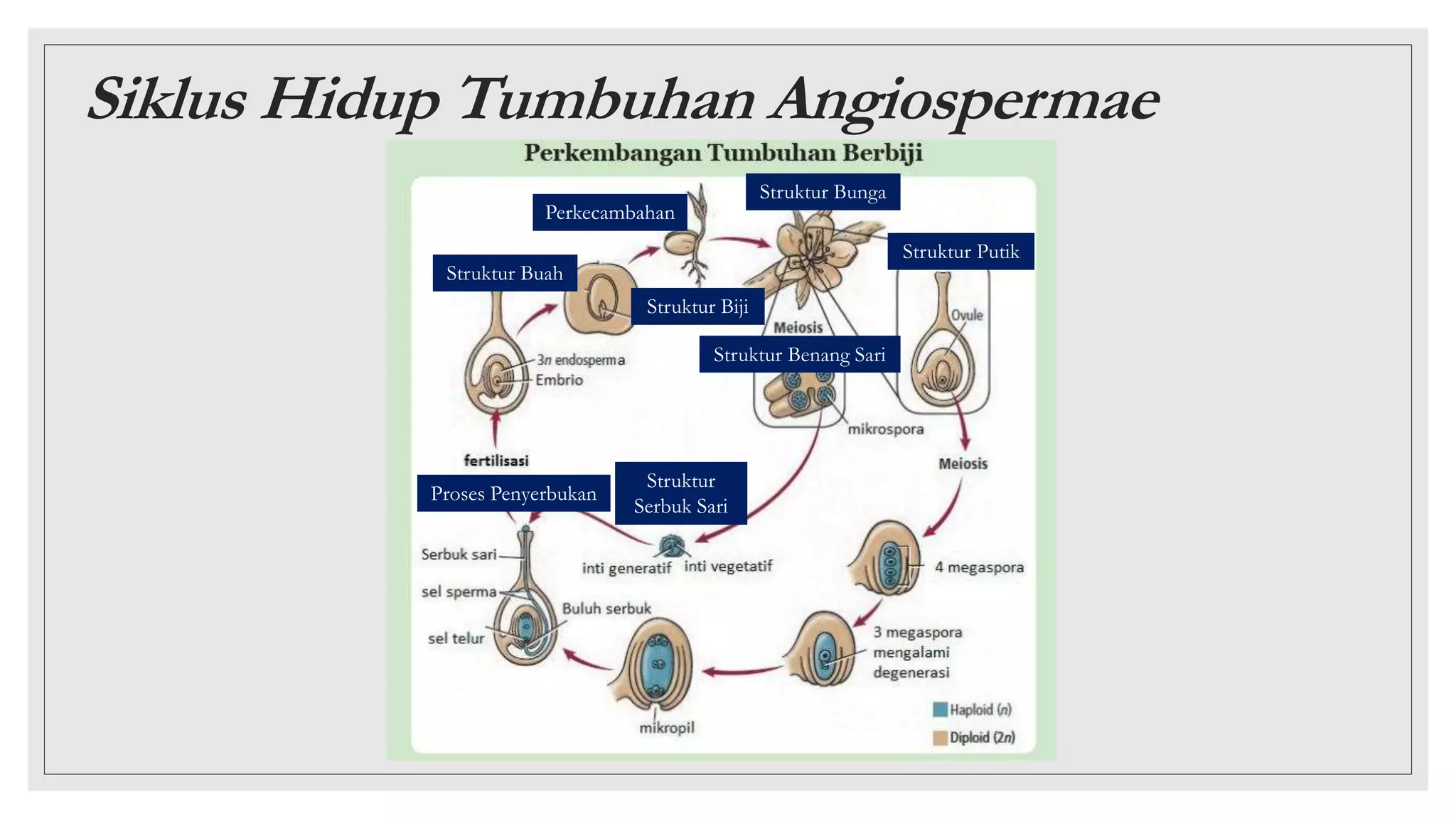 Reproduksi seksual pada tumbuhan | PPT