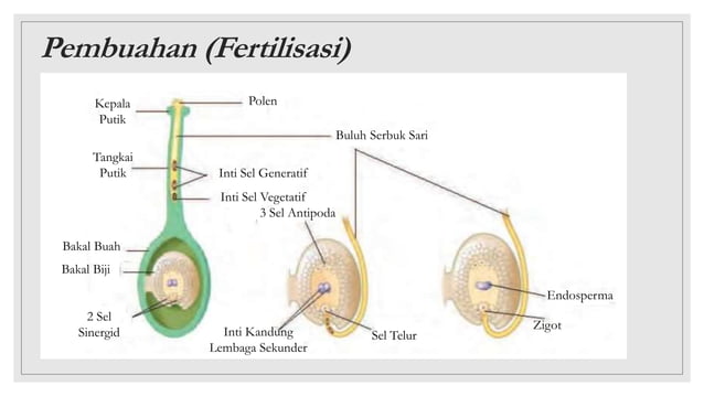 Reproduksi seksual pada tumbuhan | PPT