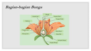 Reproduksi seksual pada tumbuhan | PPT
