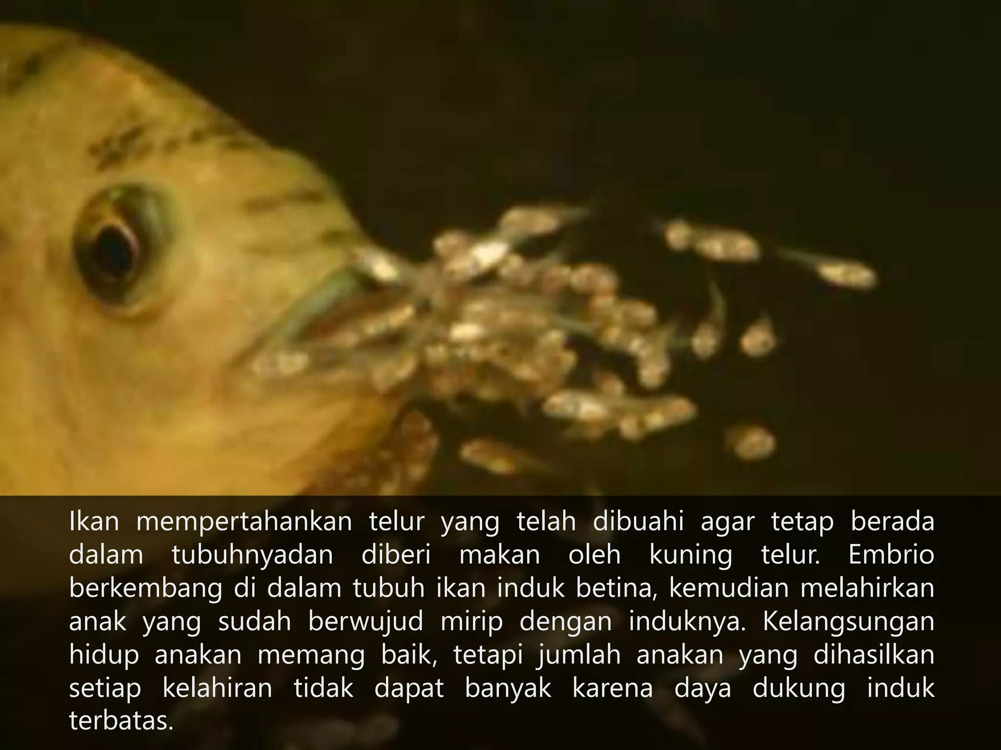 Reproduksi pisces | PPTX