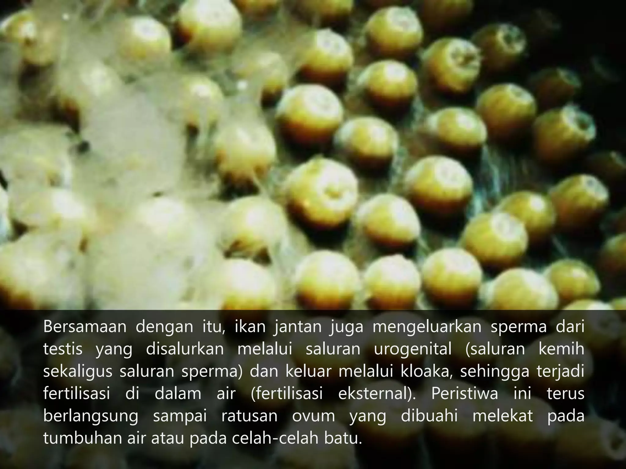Reproduksi pisces | PPTX