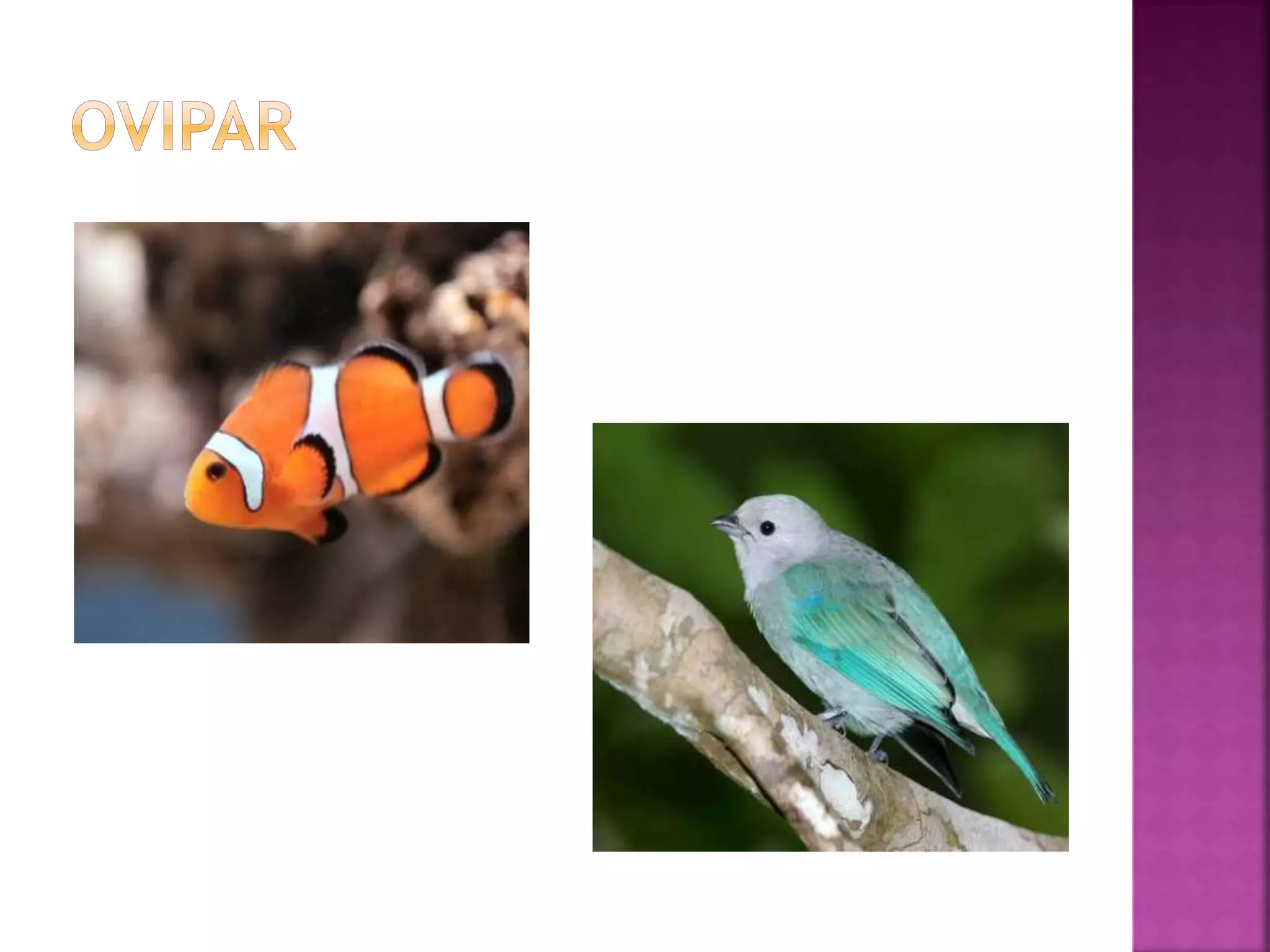 Reproduksi Hewan | PPTX