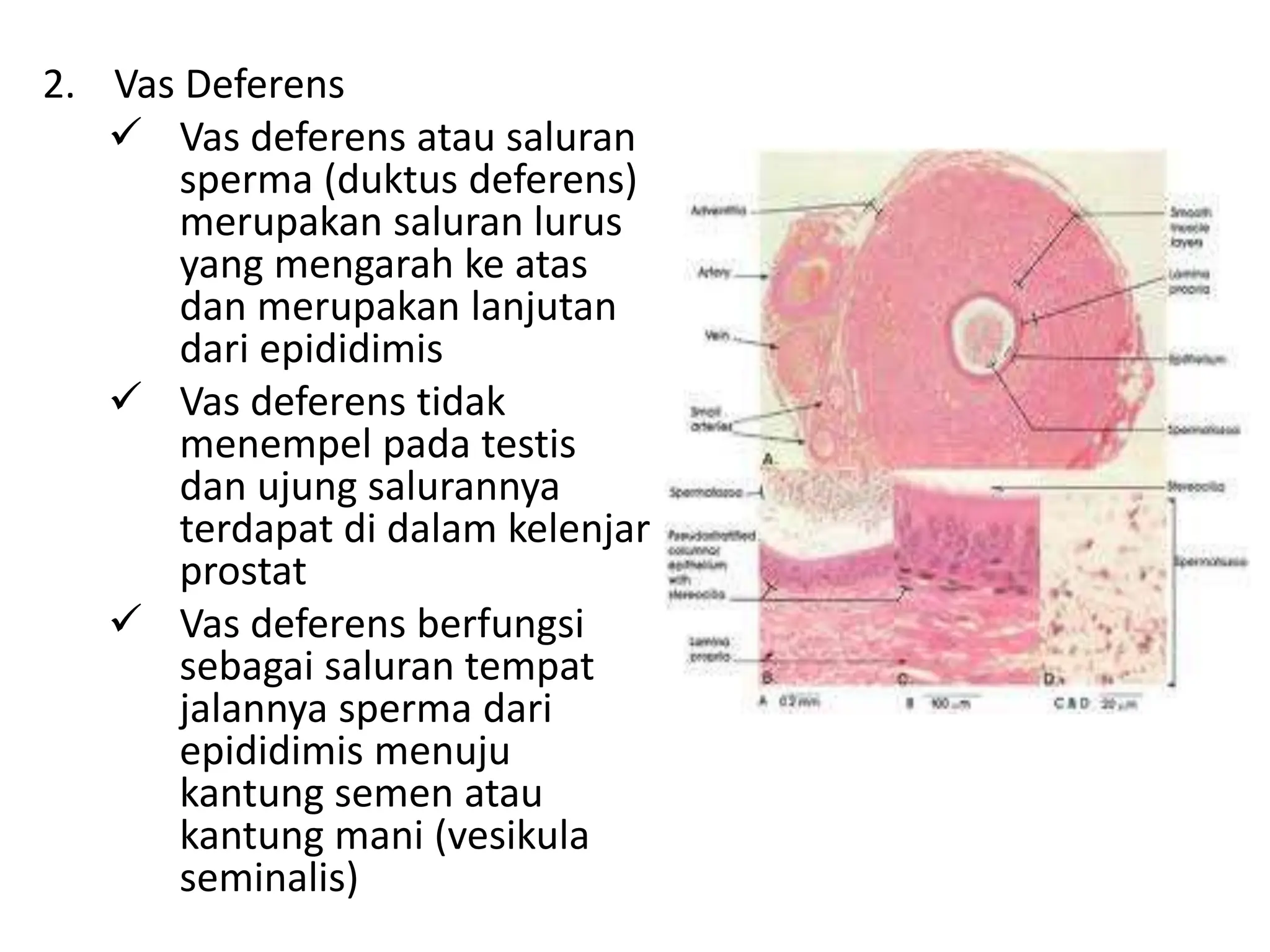 reproduksi pria, didalamnya terdapat anatomis reproduksi pria | PPTX