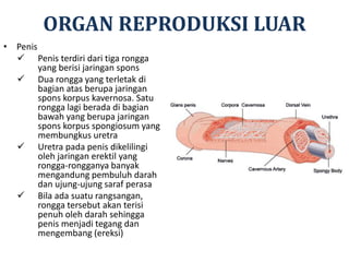 reproduksi pria, didalamnya terdapat anatomis reproduksi pria | PPTX