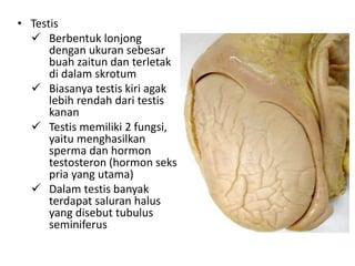 reproduksi pria, didalamnya terdapat anatomis reproduksi pria | PPTX