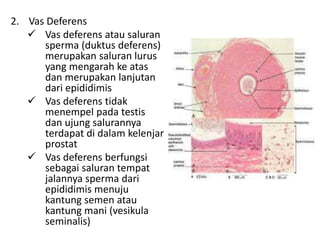 reproduksi pria, didalamnya terdapat anatomis reproduksi pria | PPTX