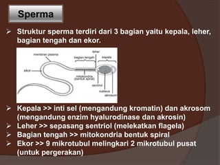 Presentasi bab Sistem Reproduksi Pria.pptx