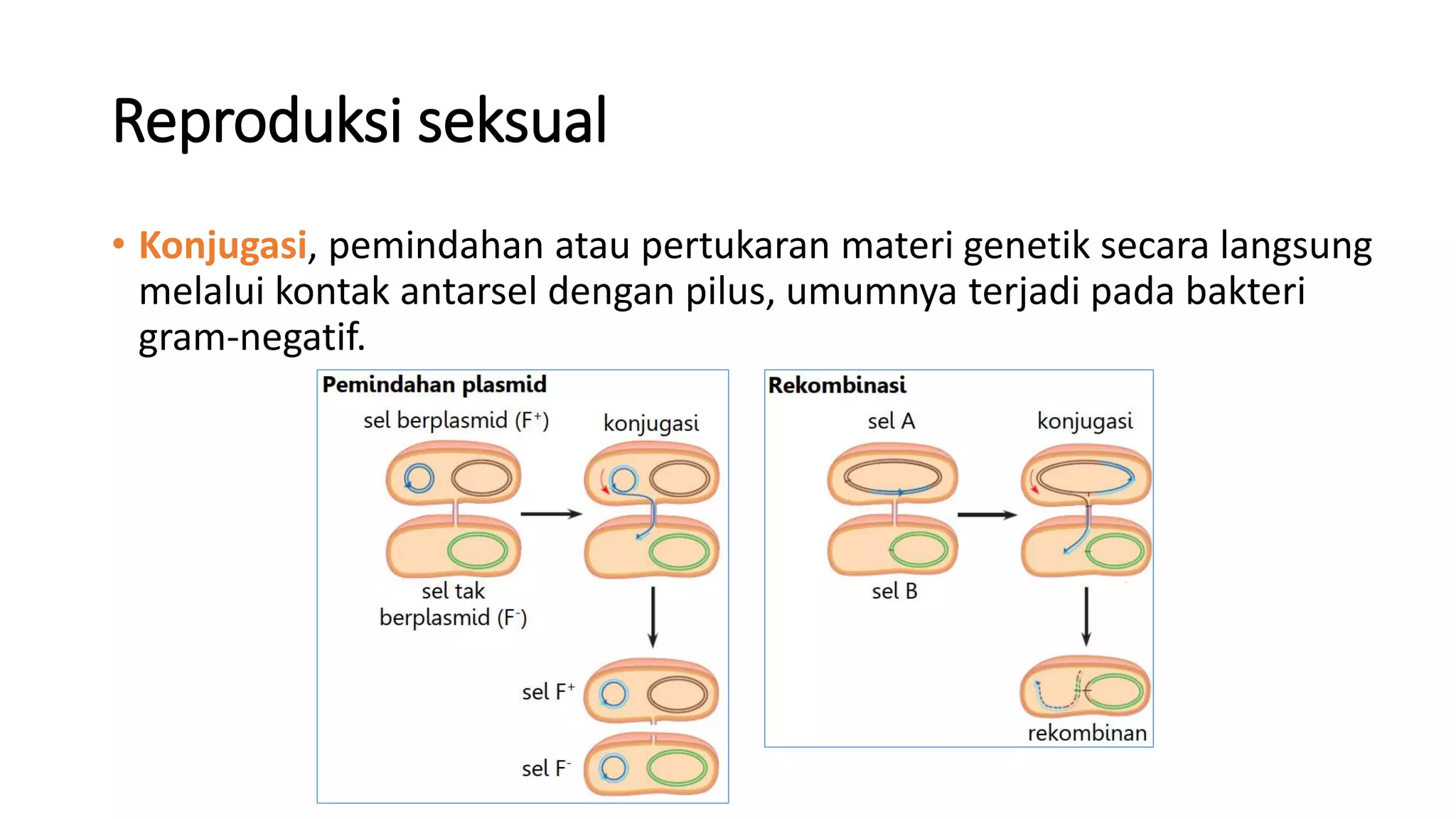 Reproduksi seksual.pptx
