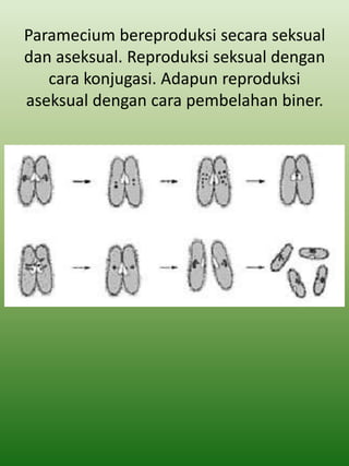 Reproduksi sel | PDF