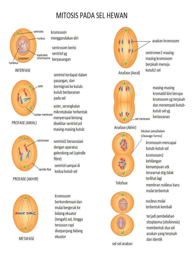 Reproduksi sel | PDF