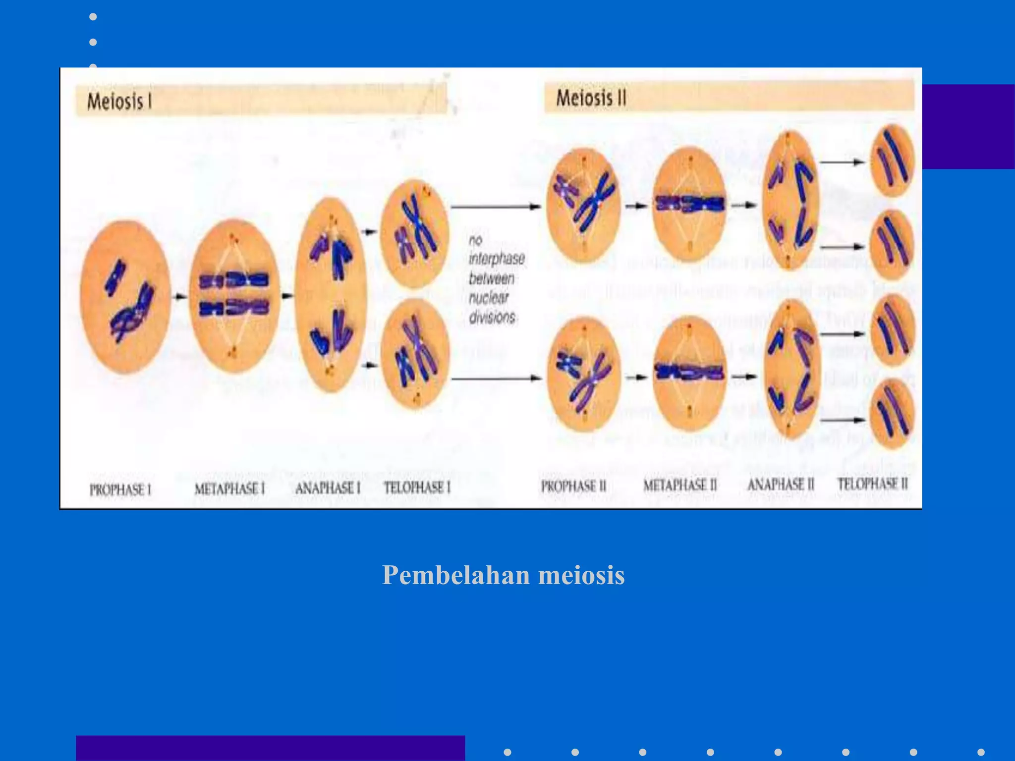 Reproduksi sel | PPTX