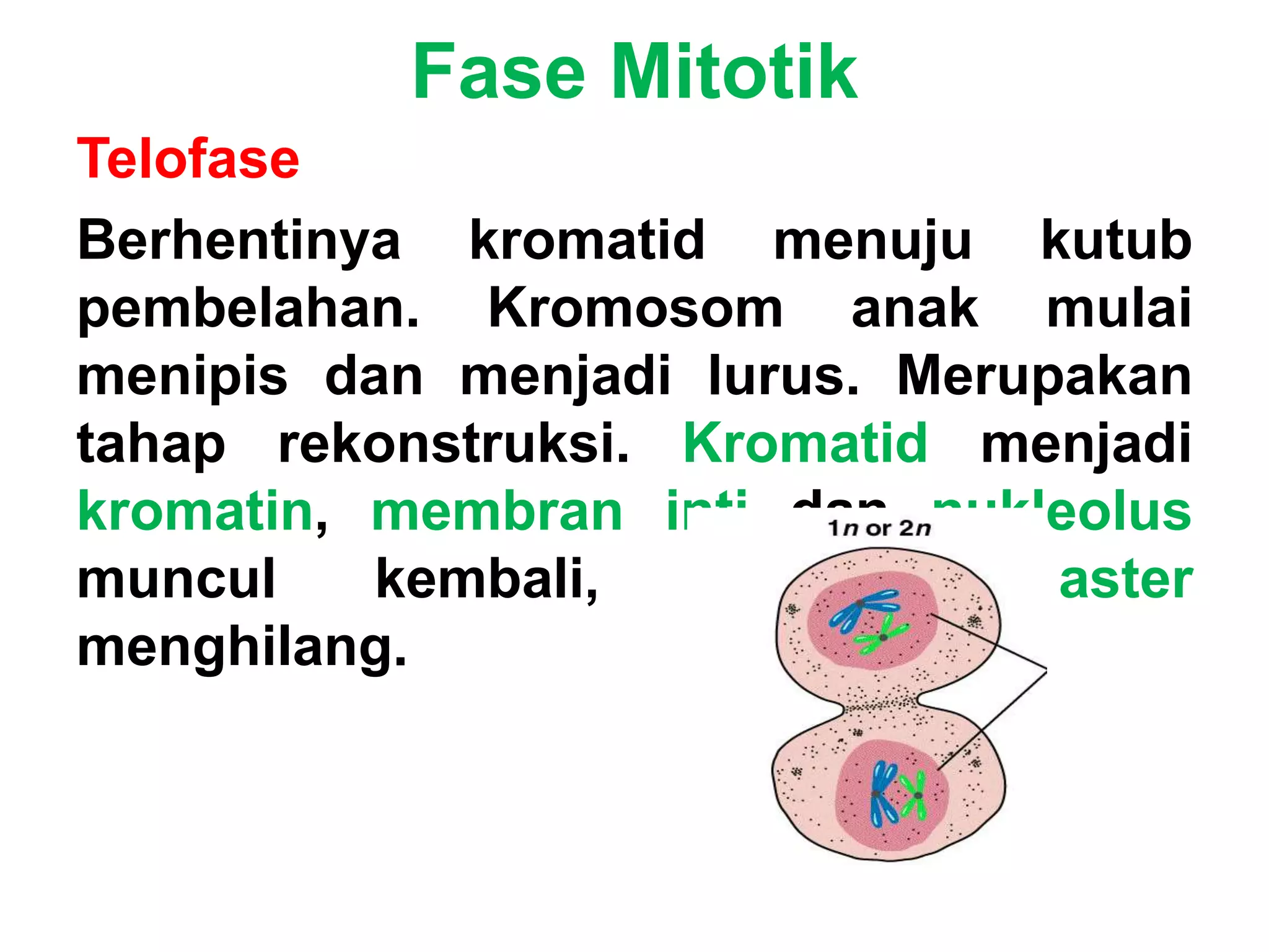 Reproduksi sel (amitosis, mitosis, dan meiosis) | PPTX