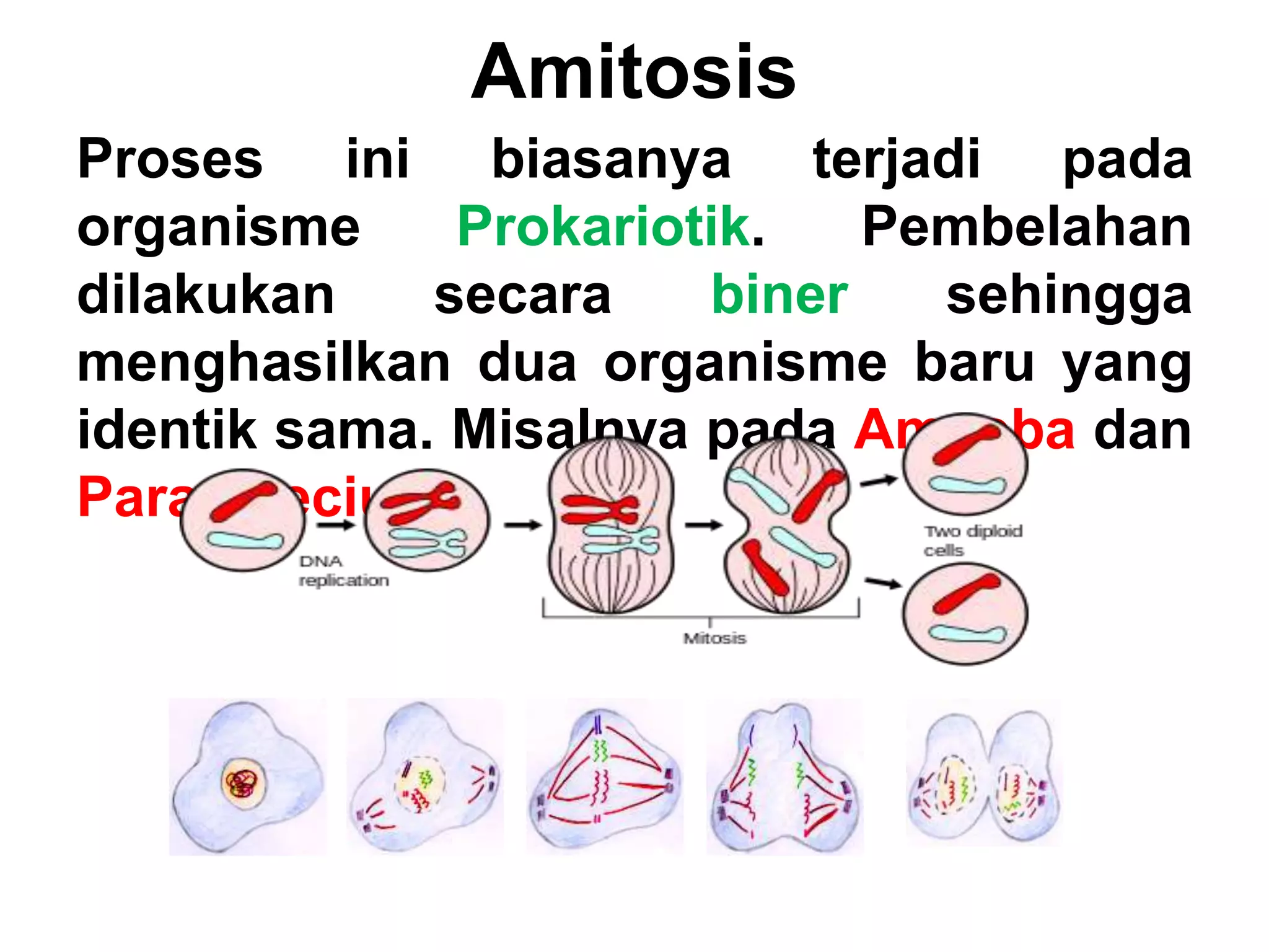 Reproduksi sel (amitosis, mitosis, dan meiosis) | PPTX