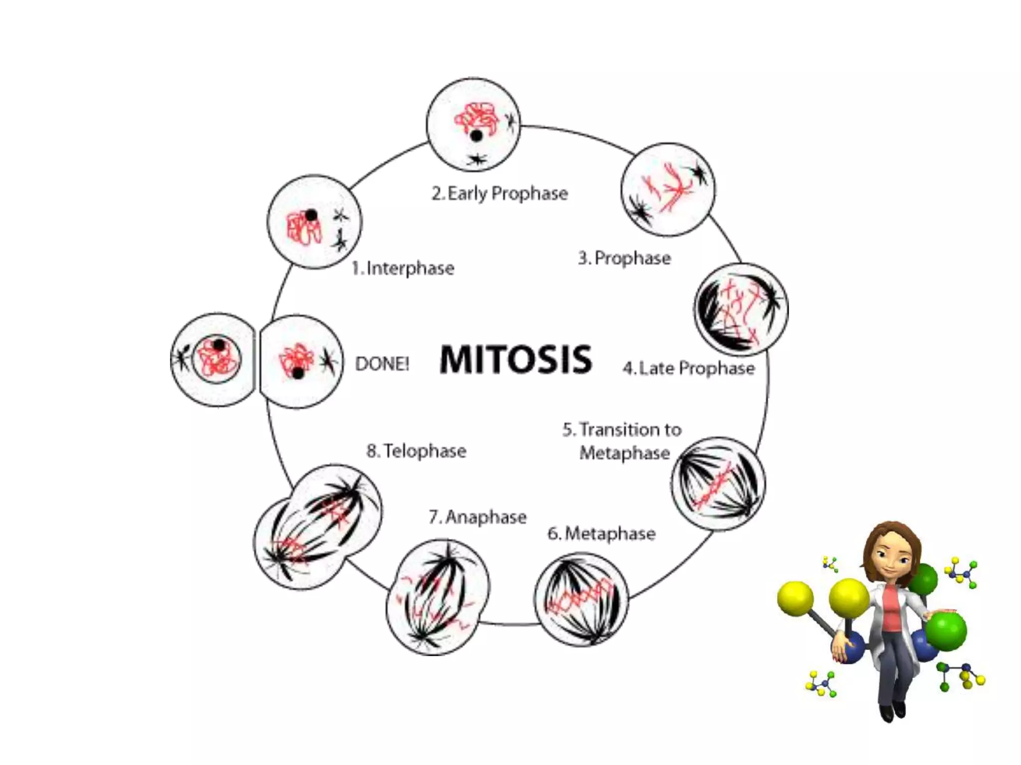 Reproduksi sel (amitosis, mitosis, dan meiosis) | PPTX
