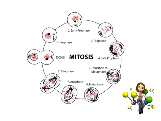 Reproduksi sel (amitosis, mitosis, dan meiosis) | PPTX