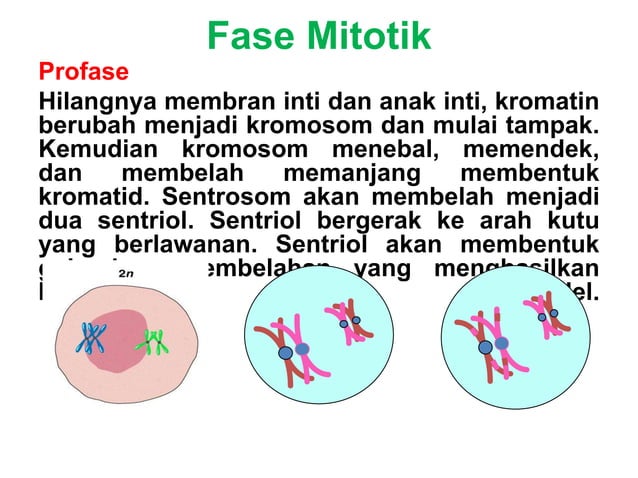 Reproduksi sel (amitosis, mitosis, dan meiosis) | PPTX