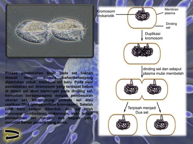 PPT Multimedia Interaktif Reproduksi Sel | PPSX
