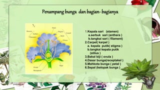 Reproduksi_Tumbuhan.pptx