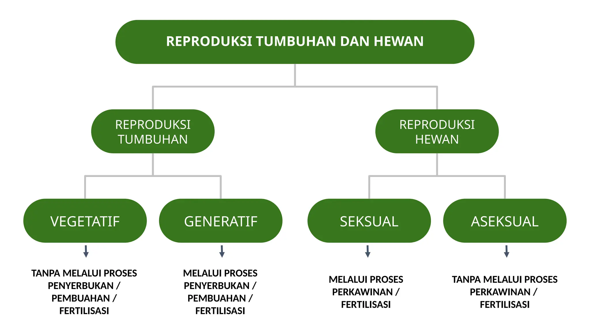 REPRODUKSI TUMBUHAN ANGIOSPERMAE ilmu pengetahuan alam.pptx