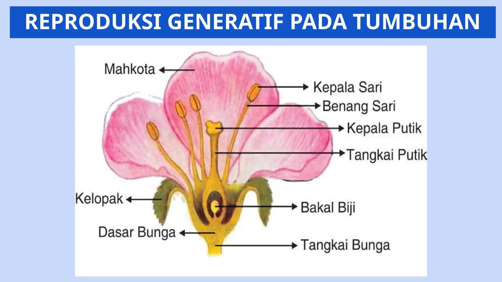 REPRODUKSI TUMBUHAN ANGIOSPERMAE ilmu pengetahuan alam.pptx