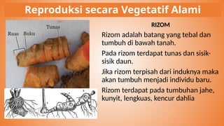 REPRODUKSI TUMBUHAN ANGIOSPERMAE ilmu pengetahuan alam.pptx