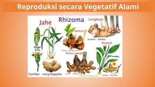 REPRODUKSI TUMBUHAN ANGIOSPERMAE ilmu pengetahuan alam.pptx