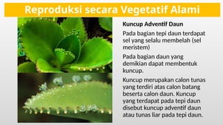 REPRODUKSI TUMBUHAN ANGIOSPERMAE ilmu pengetahuan alam.pptx