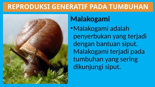 REPRODUKSI TUMBUHAN ANGIOSPERMAE ilmu pengetahuan alam.pptx