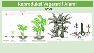 REPRODUKSI TUMBUHAN ANGIOSPERMAE ilmu pengetahuan alam.pptx