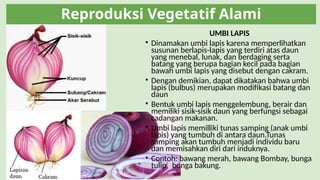 REPRODUKSI TUMBUHAN ANGIOSPERMAE ilmu pengetahuan alam.pptx