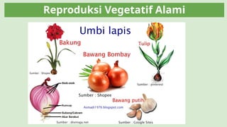 REPRODUKSI TUMBUHAN ANGIOSPERMAE ilmu pengetahuan alam.pptx