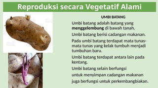 REPRODUKSI TUMBUHAN ANGIOSPERMAE ilmu pengetahuan alam.pptx