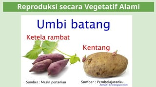 REPRODUKSI TUMBUHAN ANGIOSPERMAE ilmu pengetahuan alam.pptx