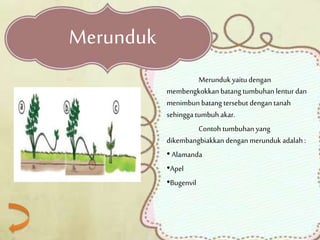 Reproduksi vegetatif pada tumbuhan | PPT