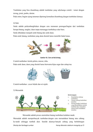 Reproduksi vegetatif pada tumbuhan | PDF