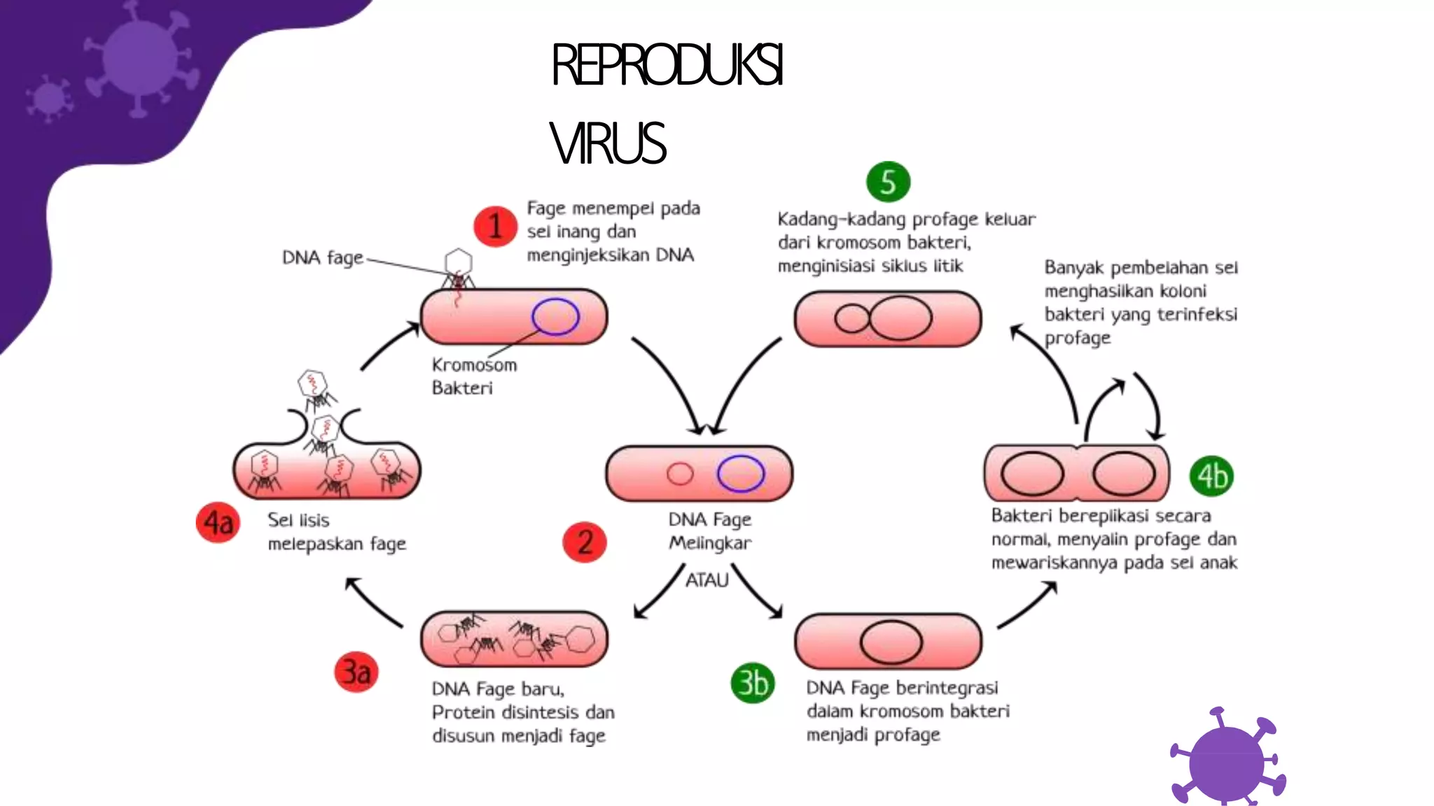 Reproduksi Virus ppt.pptx