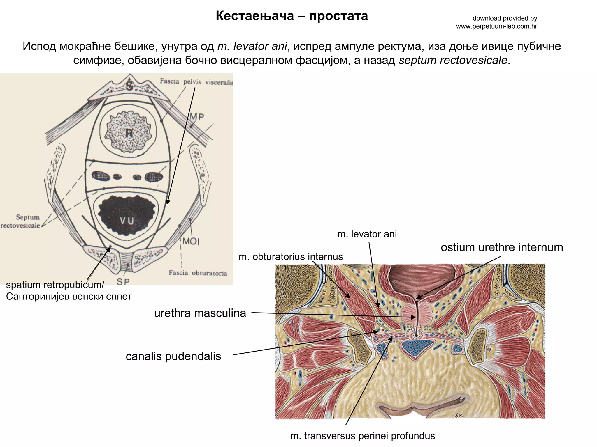 Reproduktivni organi 1 | PDF